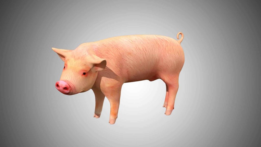Pig 3D Model Rigged and Low Poly Game ready - Team 3d Yard