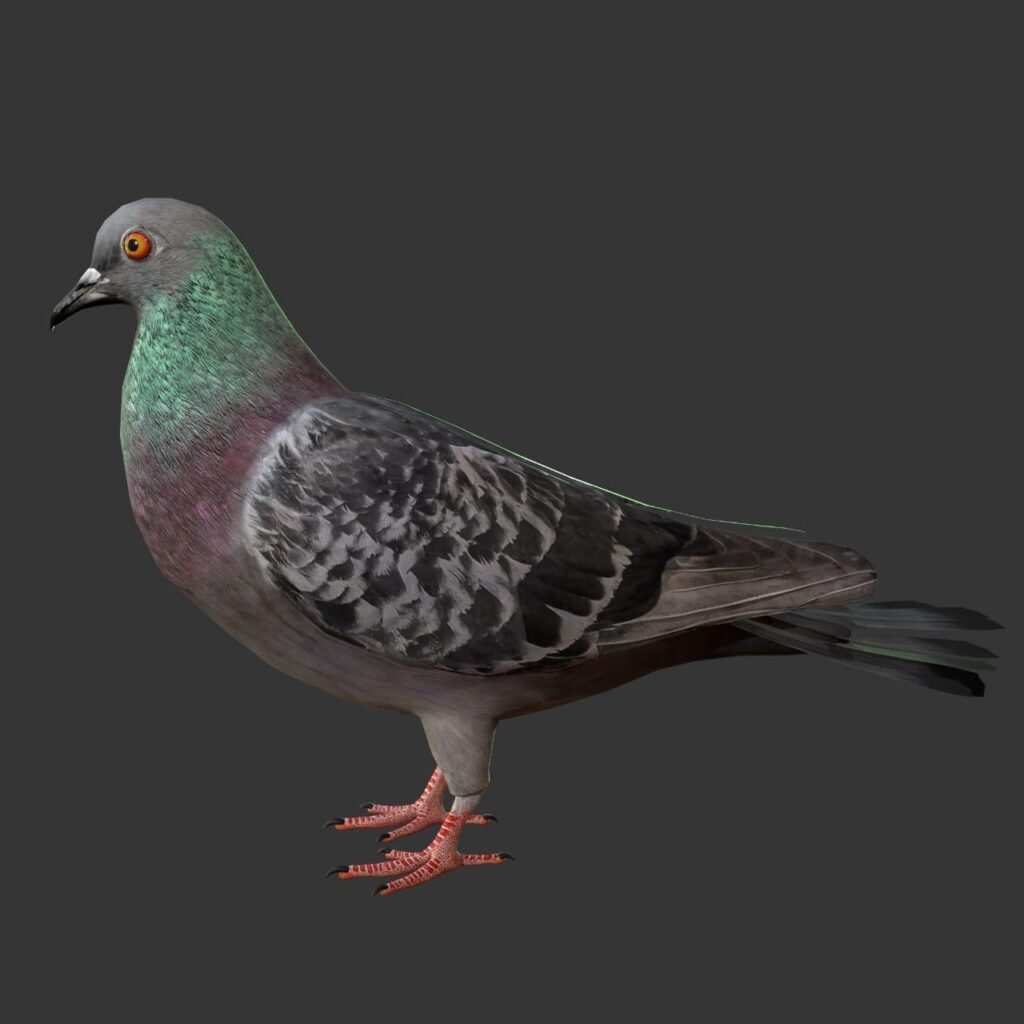 Pigeon 3D Model Rigged and Low Poly Game ready - Team 3d Yard