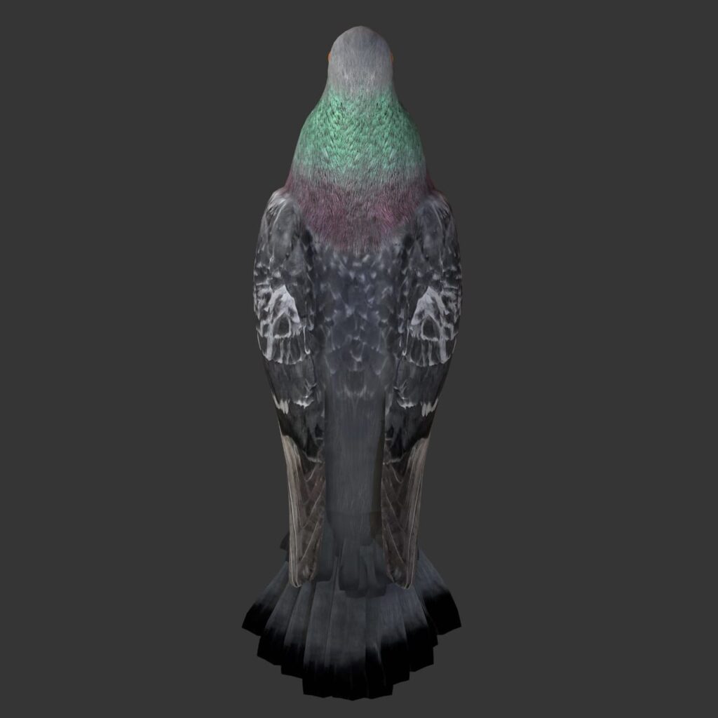 Pigeon 3D Model Rigged and Low Poly Game ready - Team 3d Yard