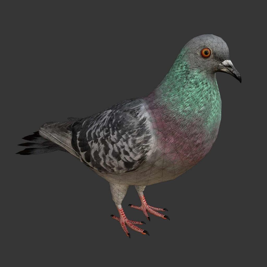 Pigeon 3D Model Rigged and Low Poly Game ready - Team 3d Yard