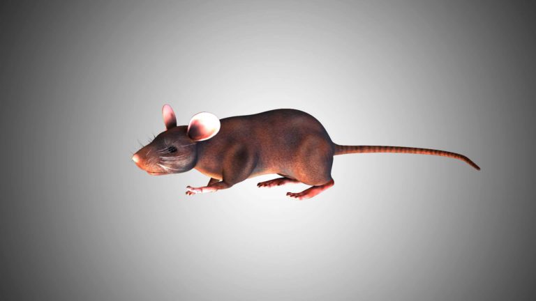 Rat 3D Model Rigged and Low Poly Game ready - Team 3d Yard