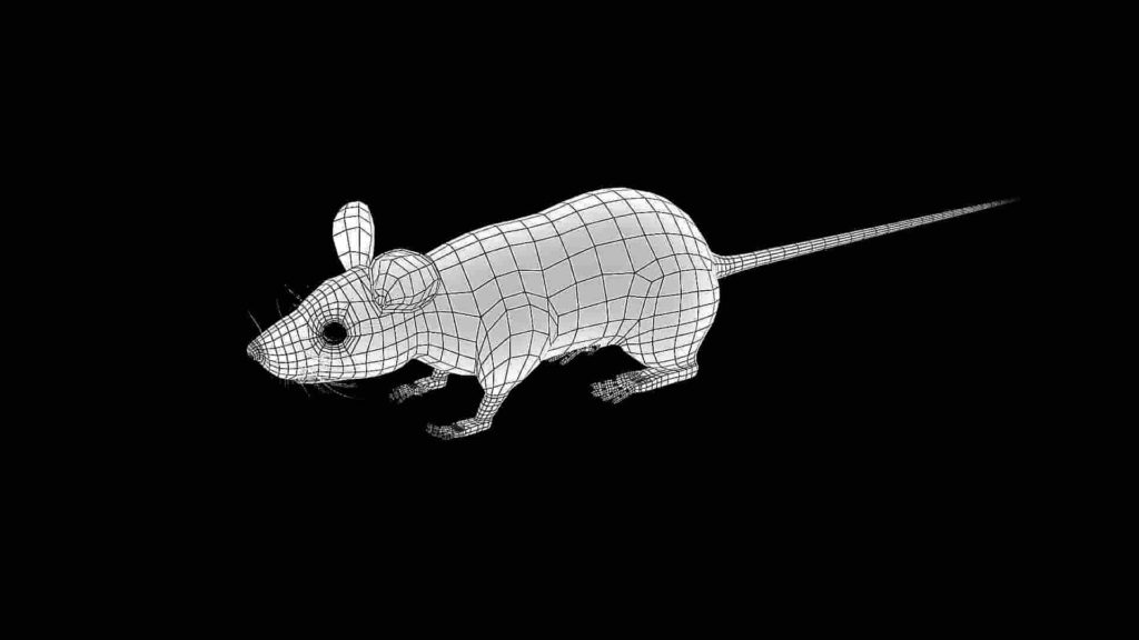 Rat 3D Model Rigged and Low Poly Game ready - Team 3d Yard