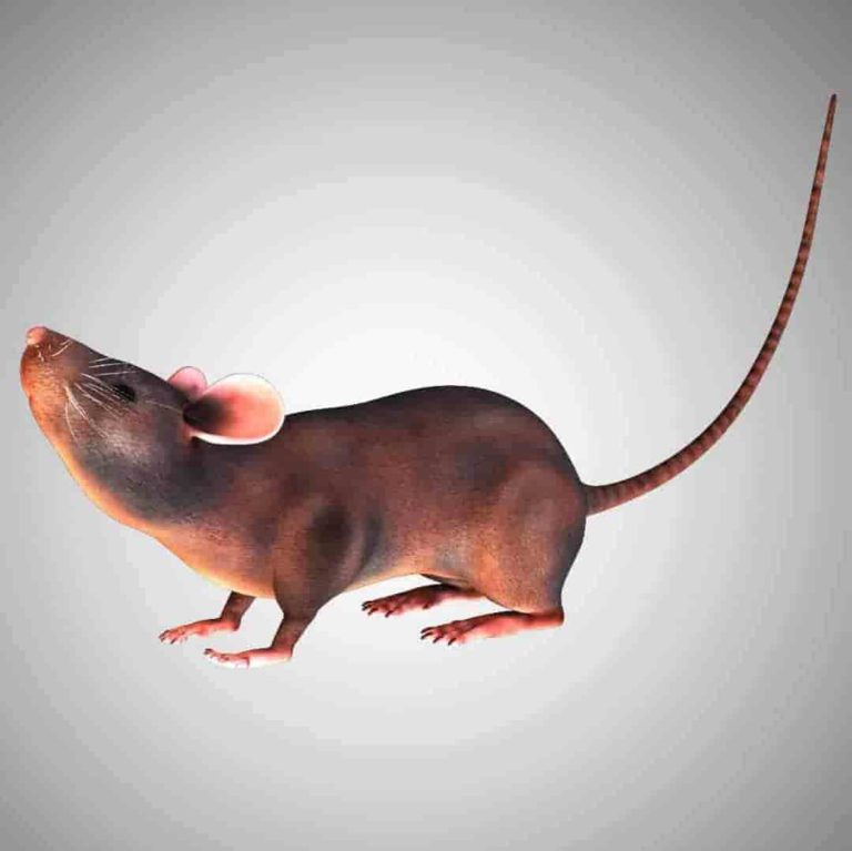 Rat 3D Model Rigged and Low Poly Game ready - Team 3d Yard