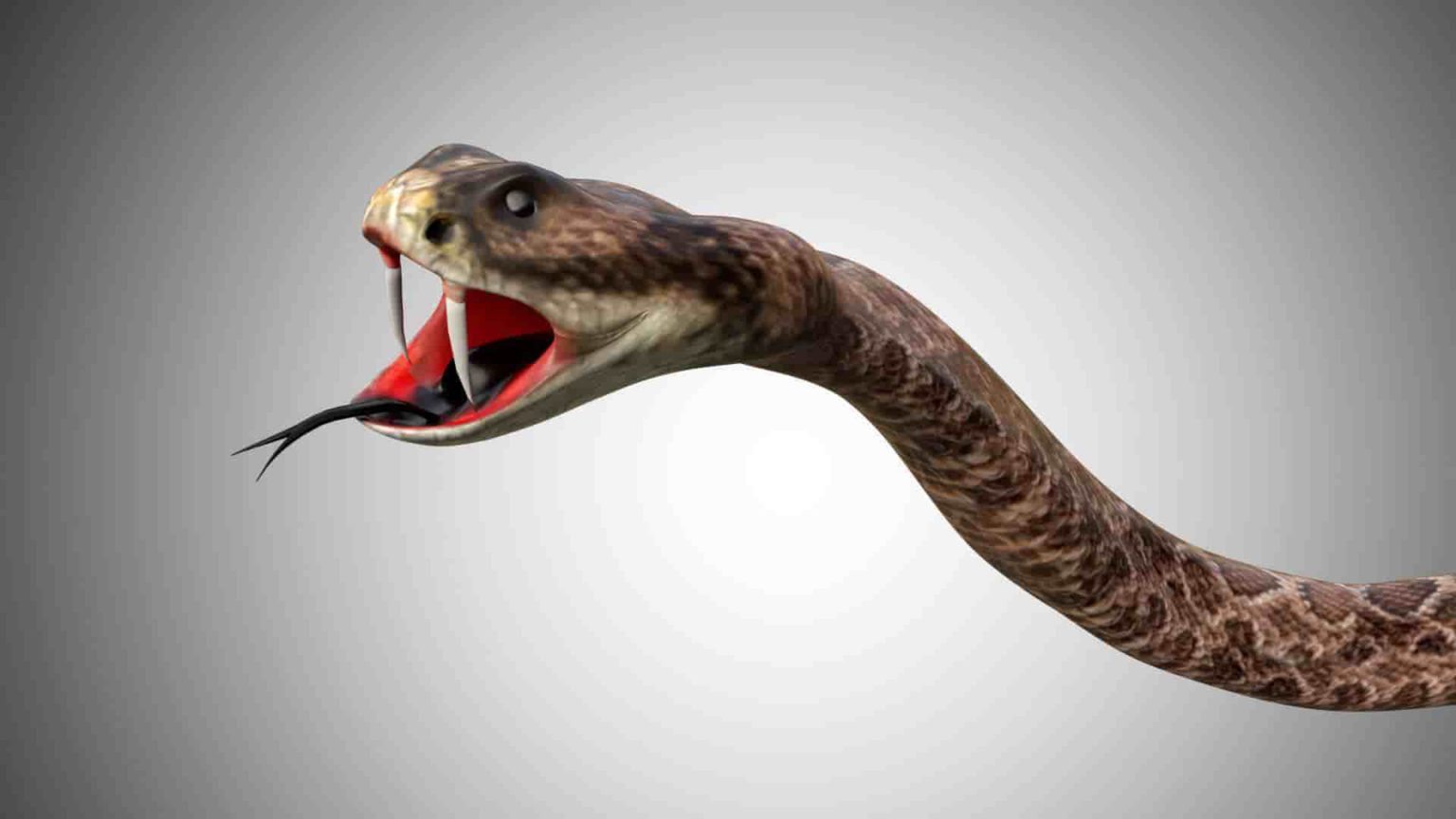 Rattle Snake 3D Model Game Ready - Team 3d Yard