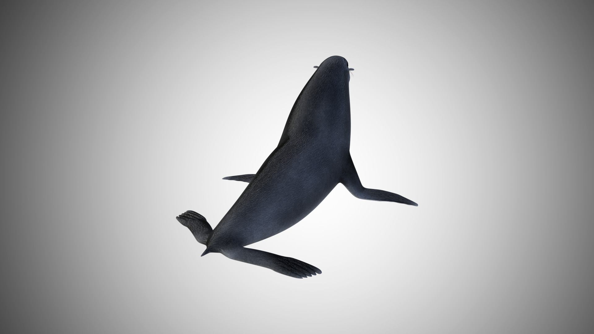 Seal 3D Model Rigged and Low Poly Game ready - Team 3d Yard