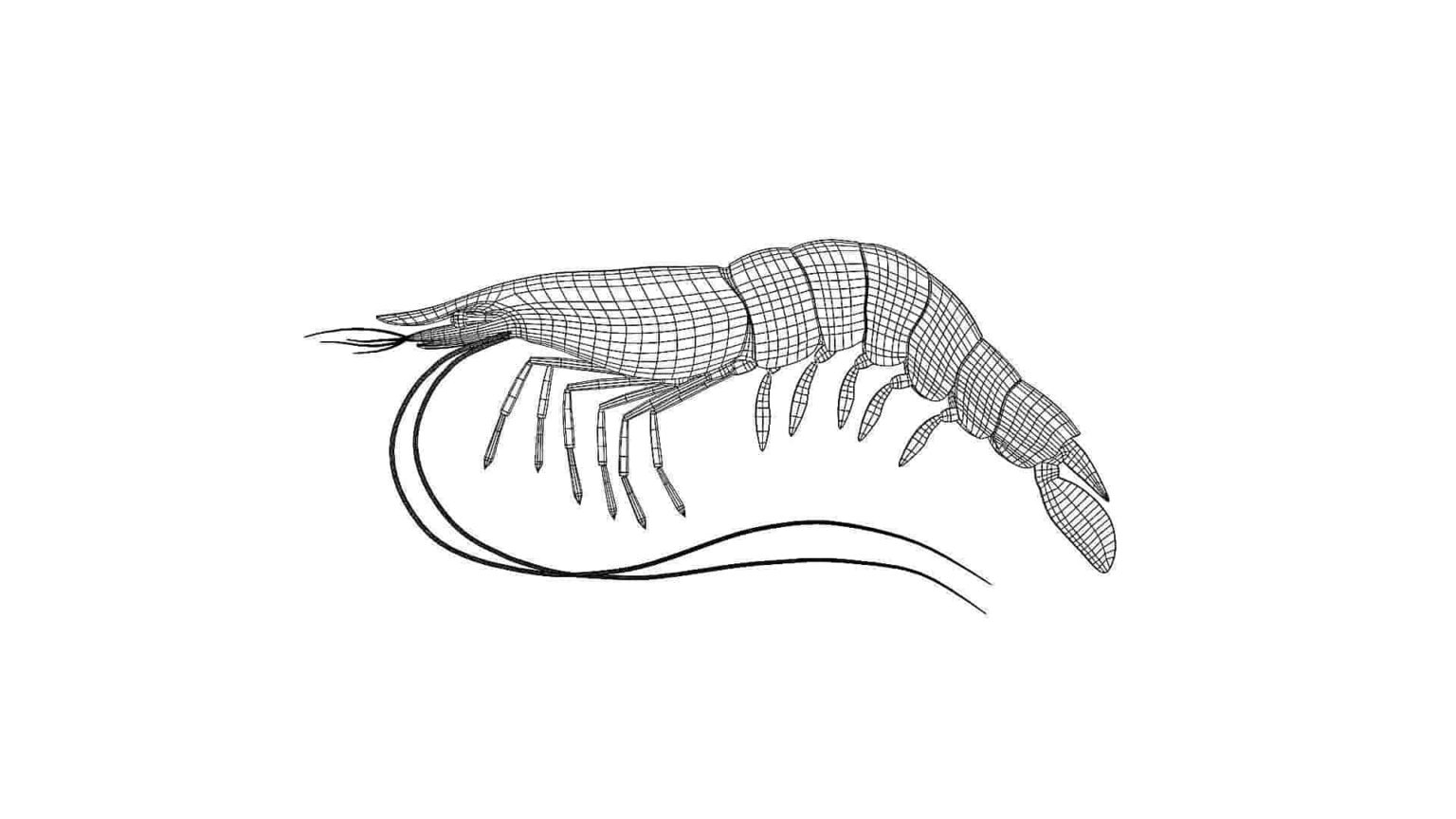 Shrimp 3D Model Rigged and Low Poly Game ready