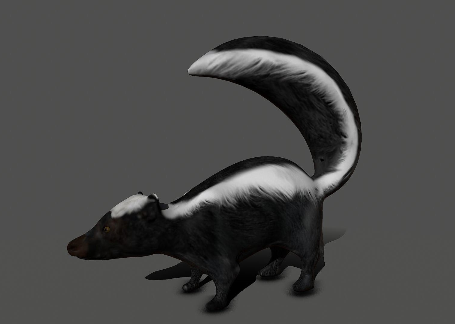 Skunk 3D Model Rigged Low Poly and Game ready - Team 3d Yard