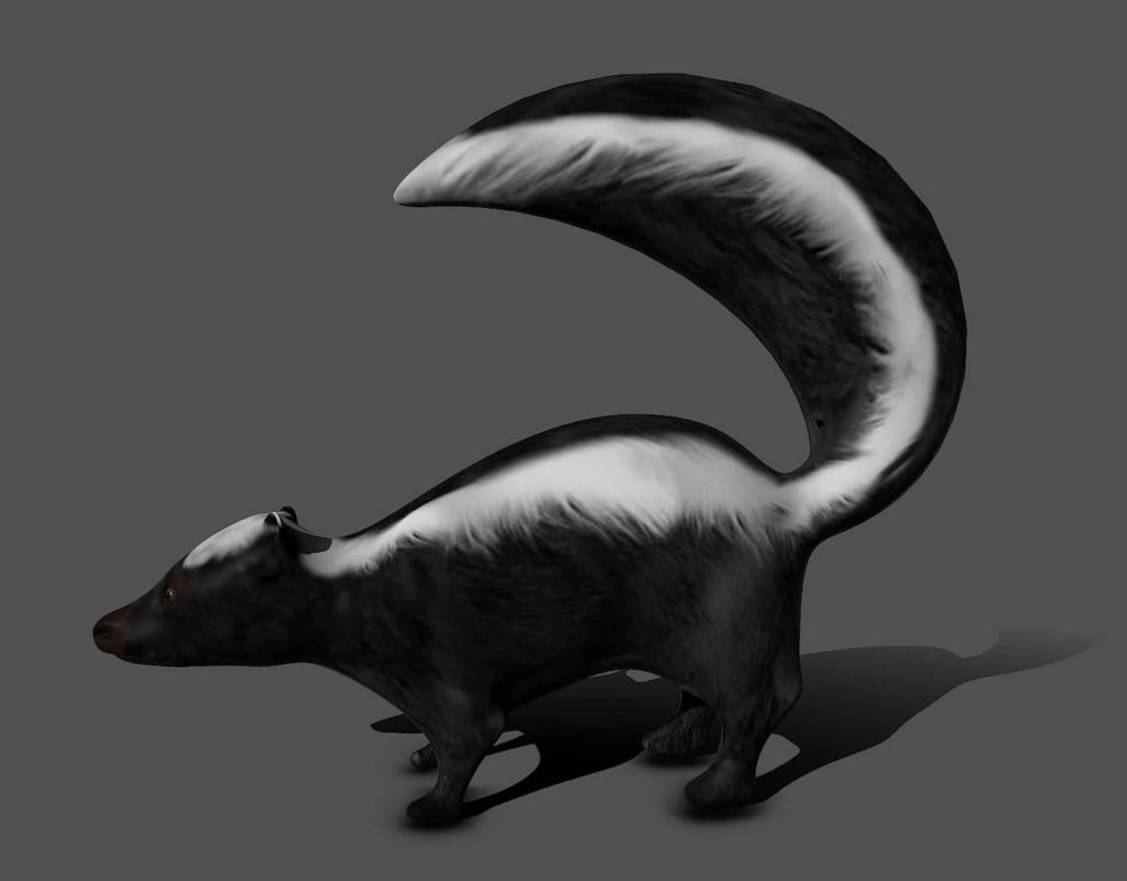 Skunk 3D Model Rigged Low Poly and Game ready - Team 3d Yard