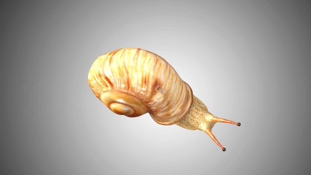 Snail 3D Model Rigged and Low Poly Game ready - Team 3d Yard