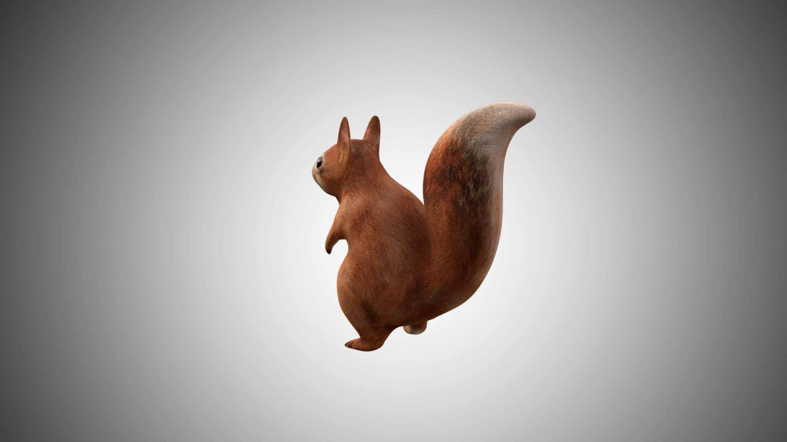 Squirrel 3D Model Rigged and Low Poly Game ready - Team 3d Yard