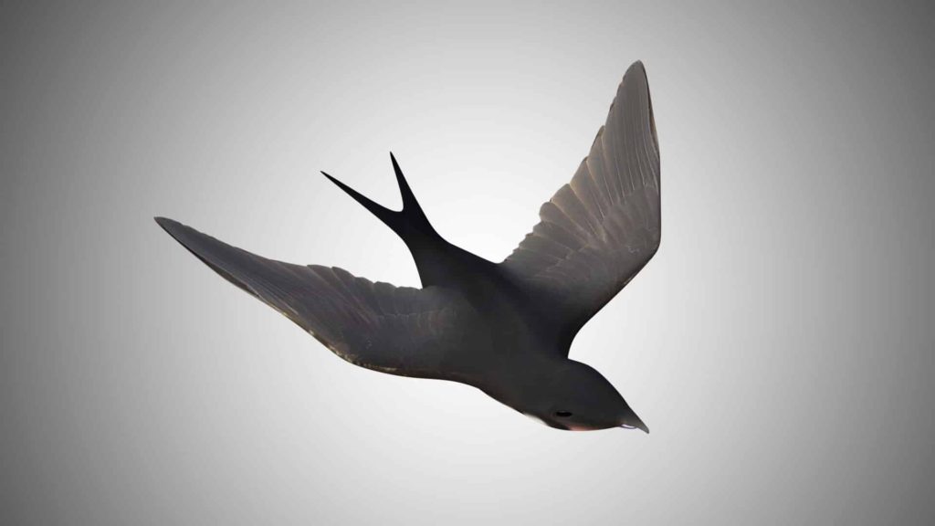 Swallow 3D Model Rigged and Low Poly Game ready - Team 3d Yard