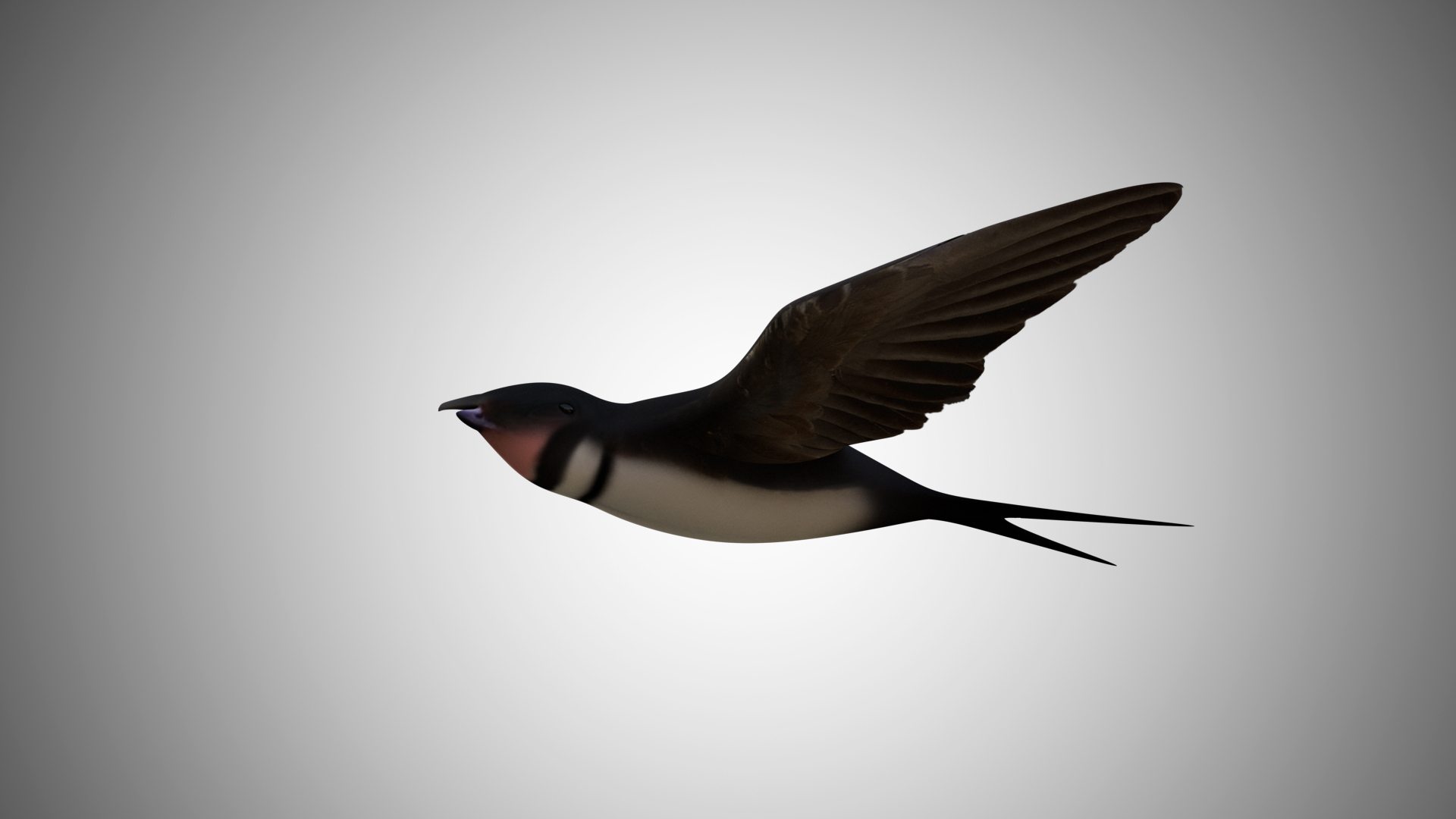Swallow 3D Model Rigged and Low Poly Game ready - Team 3d Yard