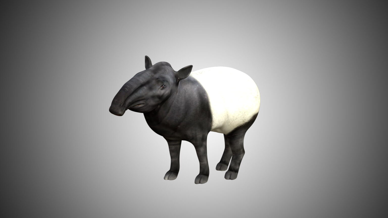 Tapir 3D Model Rigged and Low Poly Game ready - Team 3d Yard