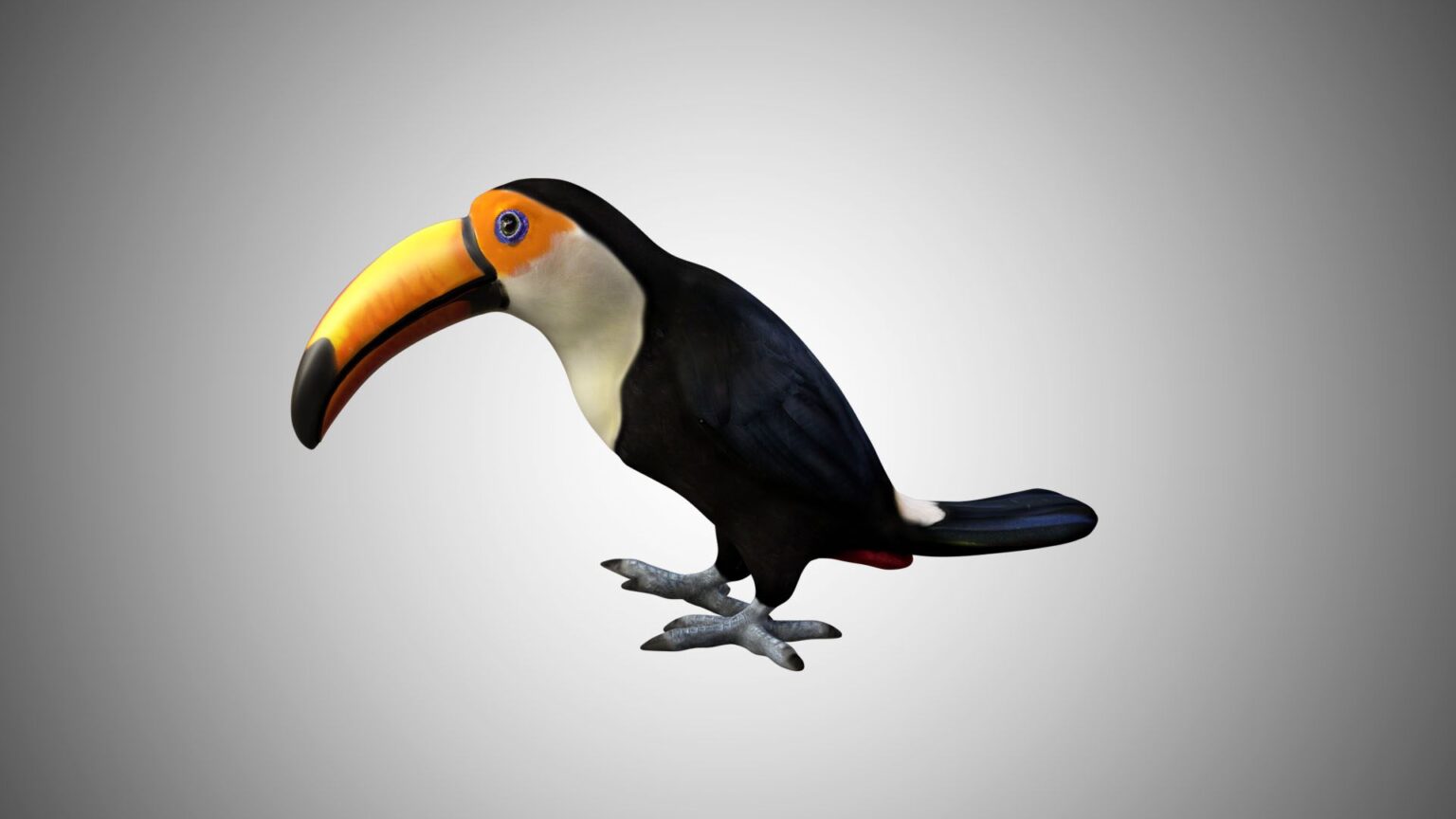 Toucan 3D Model Rigged and Low Poly Game ready - Team 3d Yard