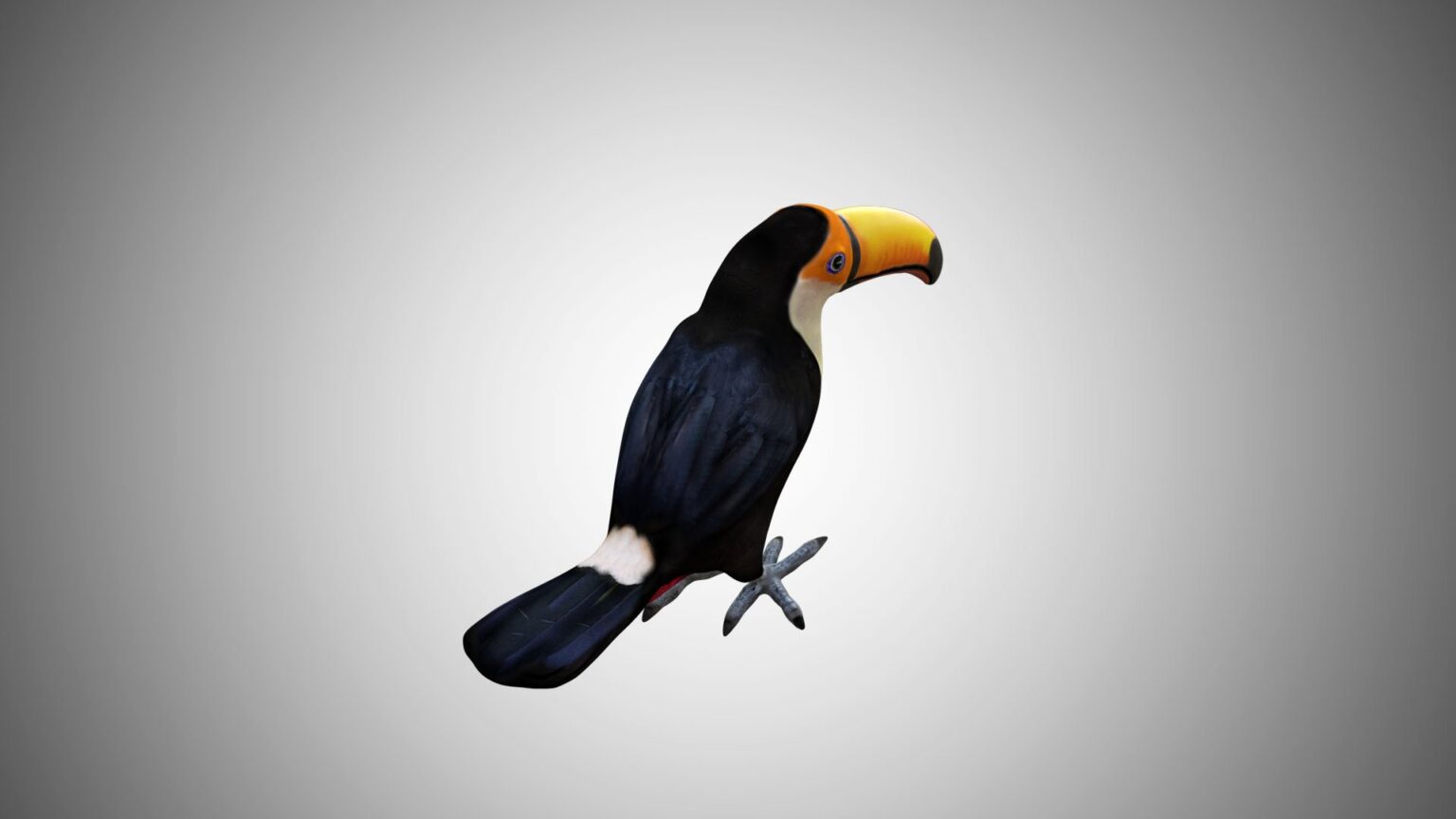 Toucan 3D Model Rigged and Low Poly Game ready - Team 3d Yard