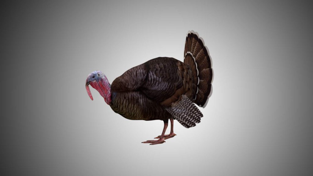 Turkey 3D Model Rigged and Low Poly Game ready - Team 3d Yard