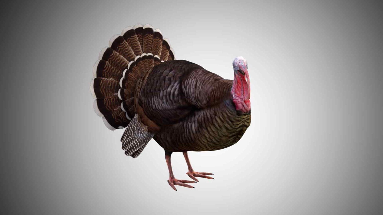 Turkey 3D Model Rigged and Low Poly Game ready - Team 3d Yard