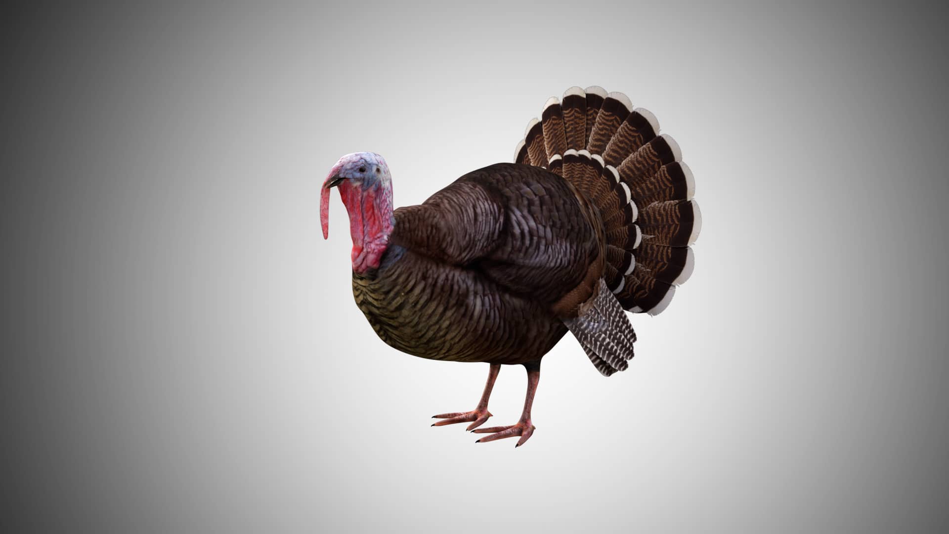 Turkey 3D Model Rigged and Low Poly Game ready - Team 3d Yard