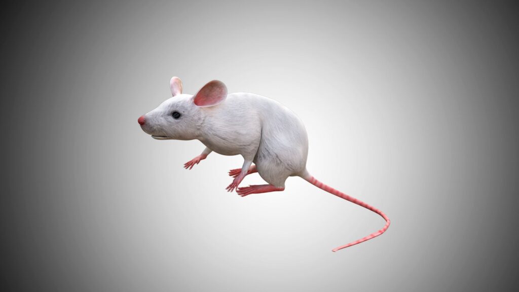 White Mouse 3D Model Rigged and Low Poly Game ready - Team 3d Yard