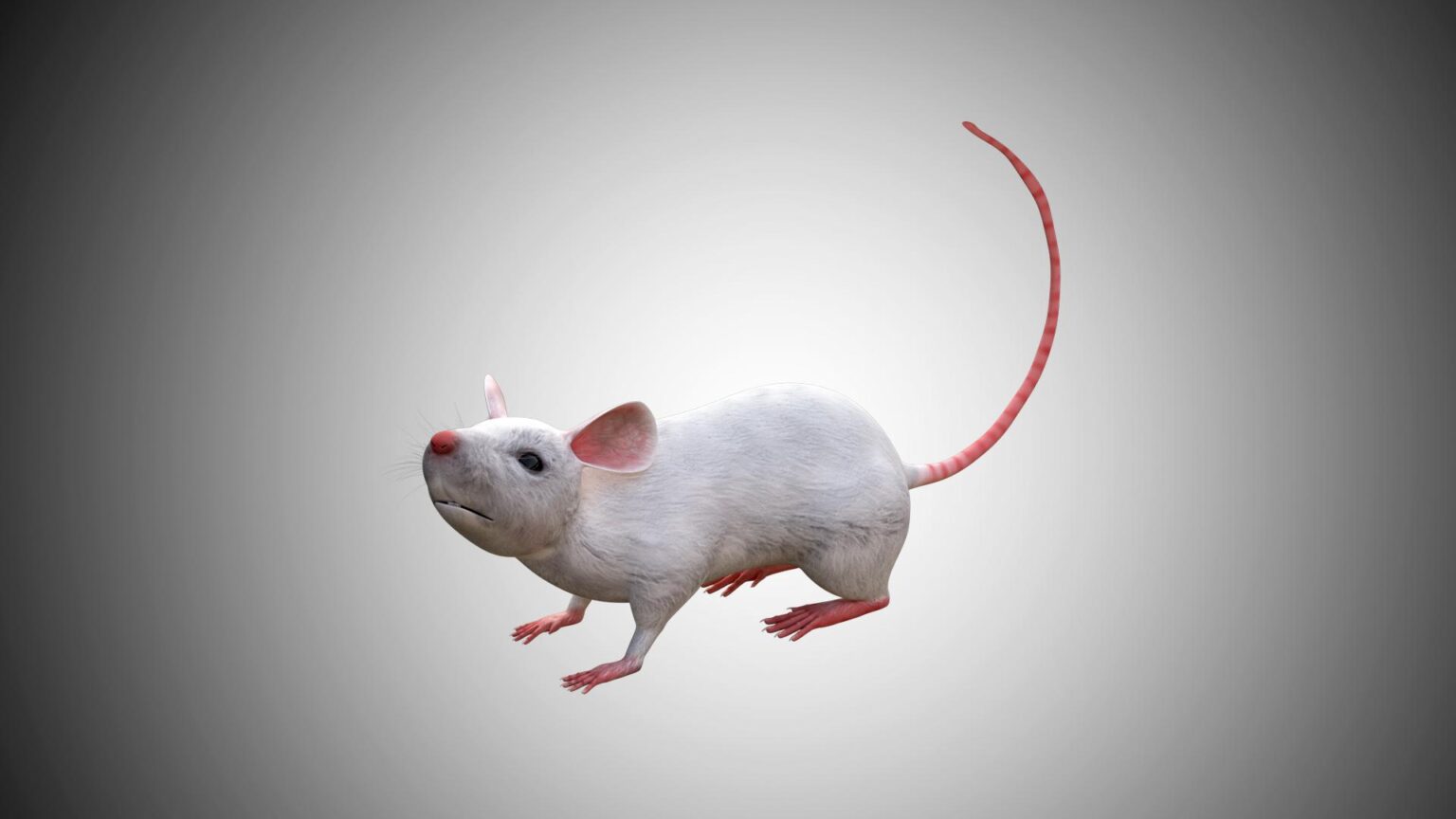 White Mouse 3D Model Rigged and Low Poly Game ready - Team 3d Yard