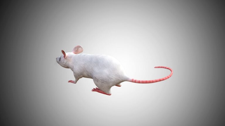 White Mouse 3D Model Rigged and Low Poly Game ready - Team 3d Yard