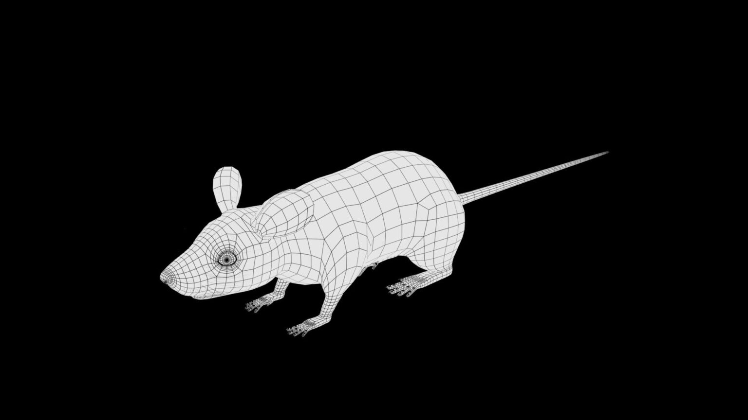 White Mouse 3D Model Rigged and Low Poly Game ready - Team 3d Yard