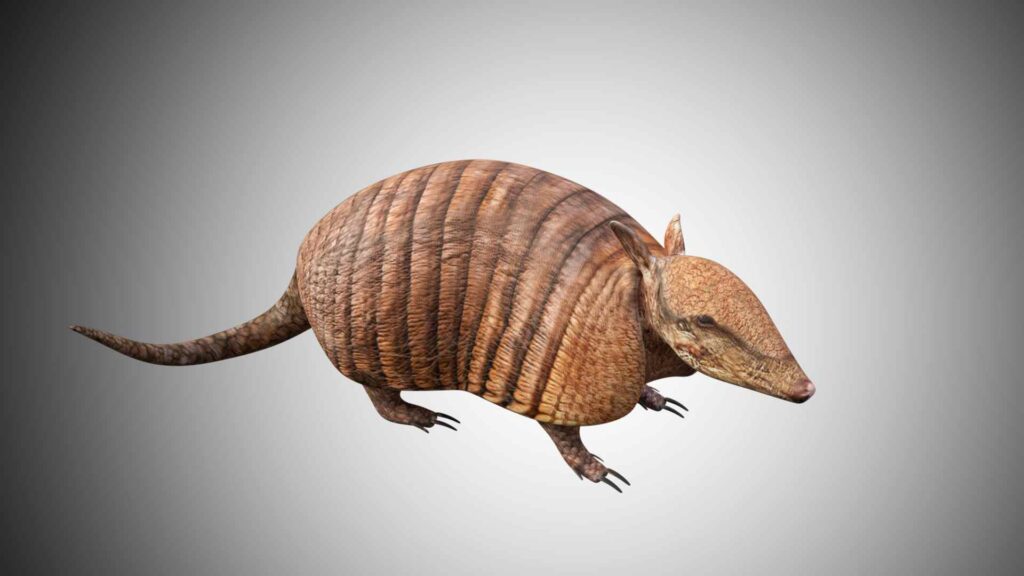 Armadillo 3D Model Rigged and Low Poly Game ready - Team 3d Yard