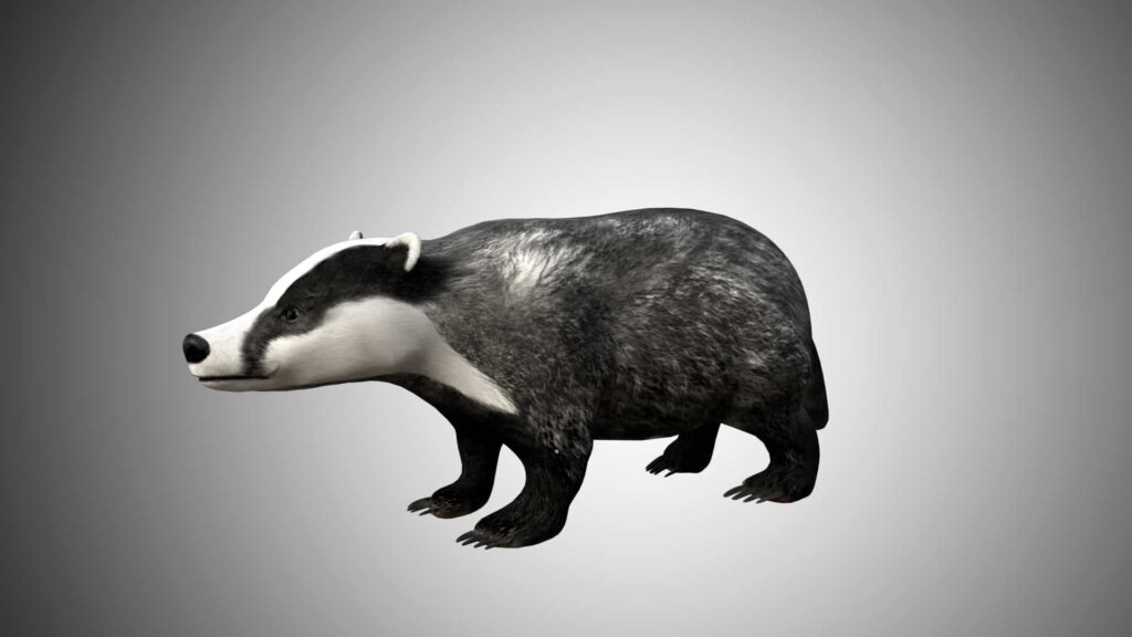 Badger 3d Model Rigged Low Poly - Team 3d Yard
