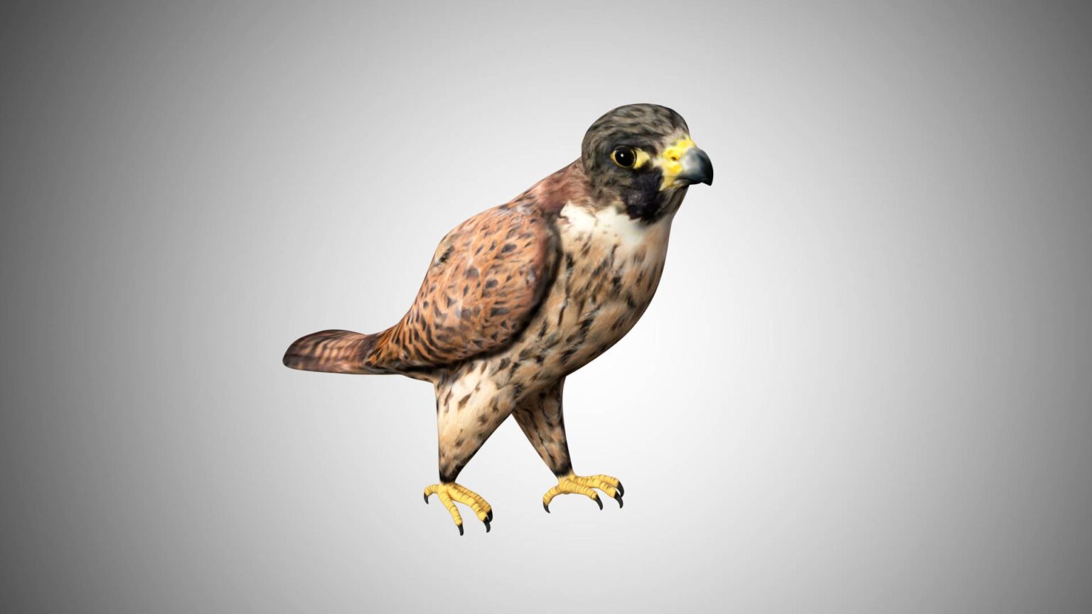 Falcon 3D Model Rigged and Low Poly Game ready - Team 3d Yard
