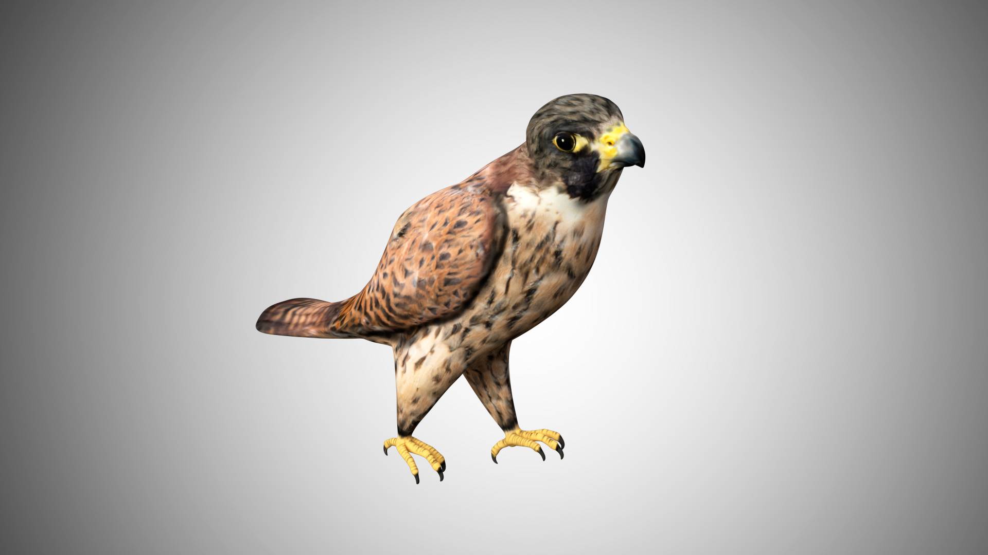 Falcon 3D Model Rigged and Low Poly Game ready - Team 3d Yard