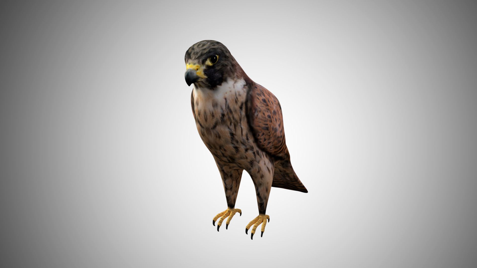 Falcon 3D Model Rigged and Low Poly Game ready - Team 3d Yard