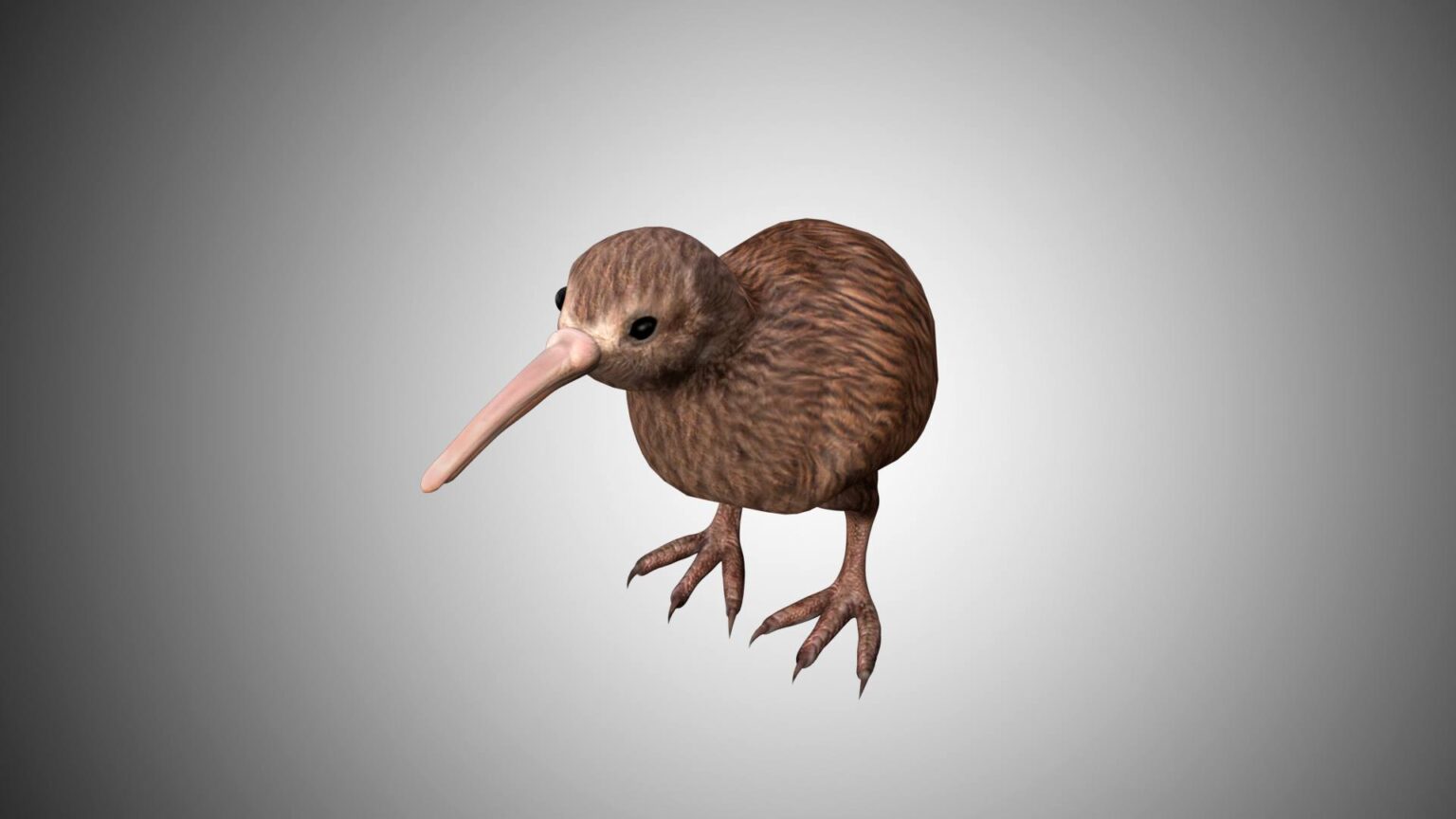 Kiwi bird 3D Model Rigged and Low Poly Game ready - Team 3d Yard