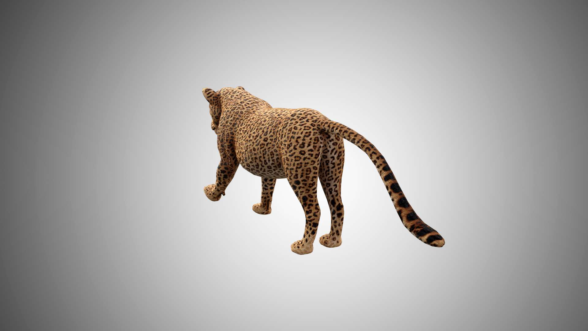 Leopard 3D Model Rigged and Low Poly Game ready - Team 3d Yard