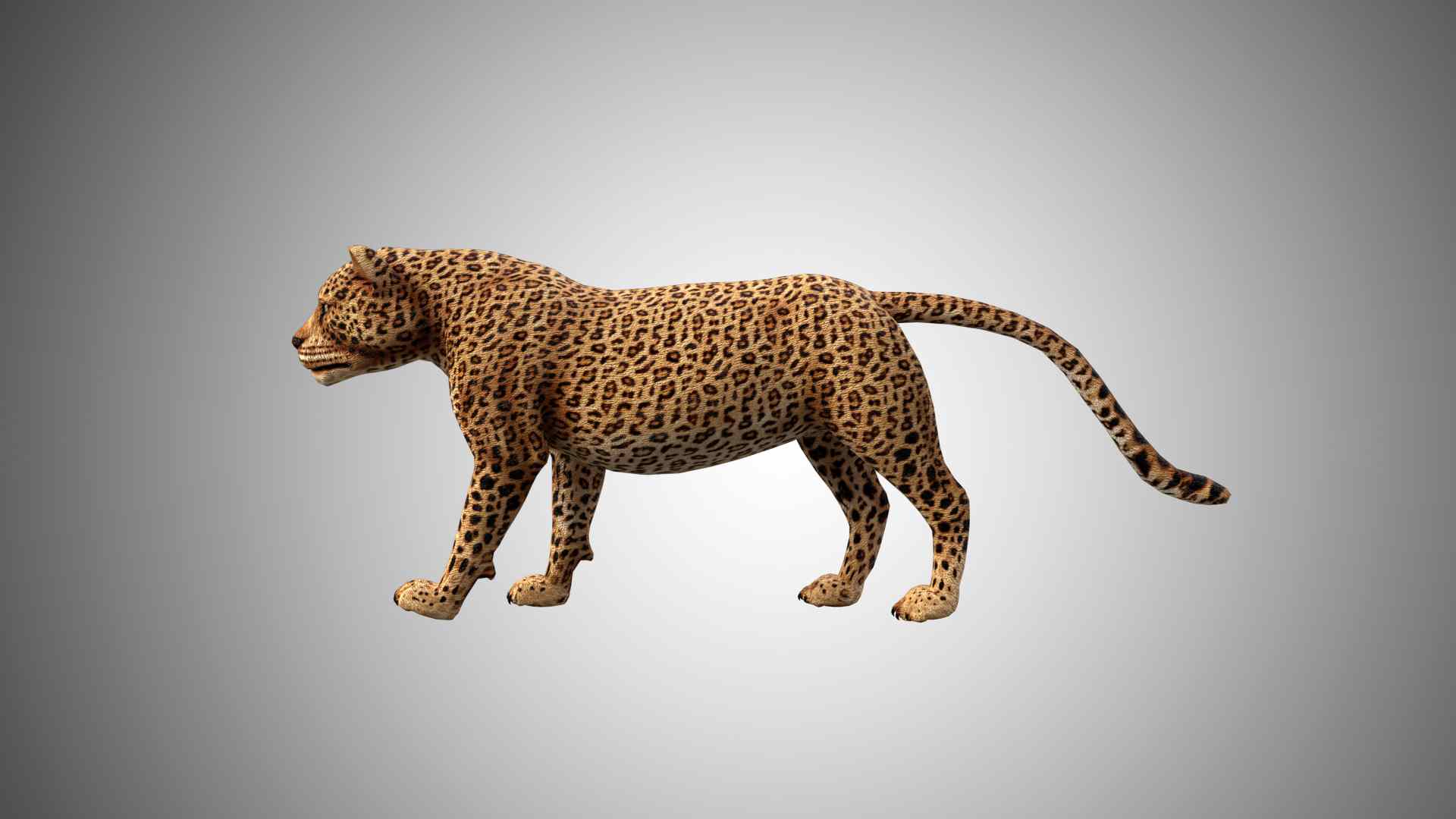 Leopard 3D Model Rigged and Low Poly Game ready - Team 3d Yard