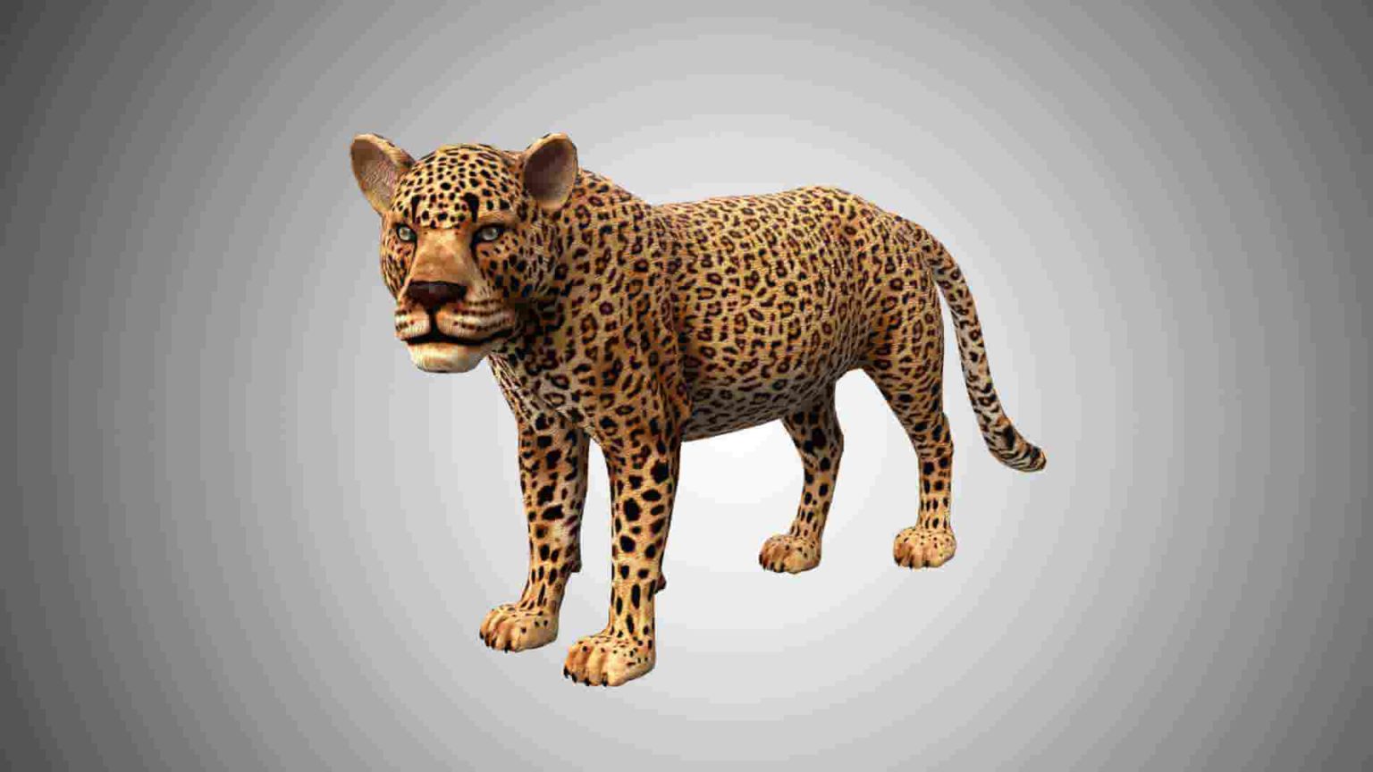 Leopard 3D Model Rigged and Low Poly Game ready - Team 3d Yard