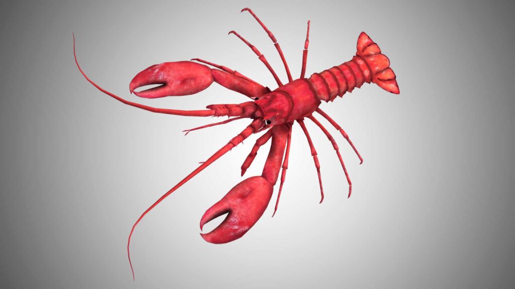 Lobster 3D Model Rigged and Low Poly Game ready