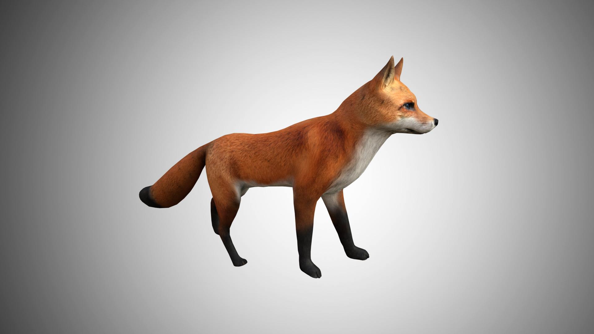 Red Fox 3D Model Game Ready Game ready - Team 3d Yard