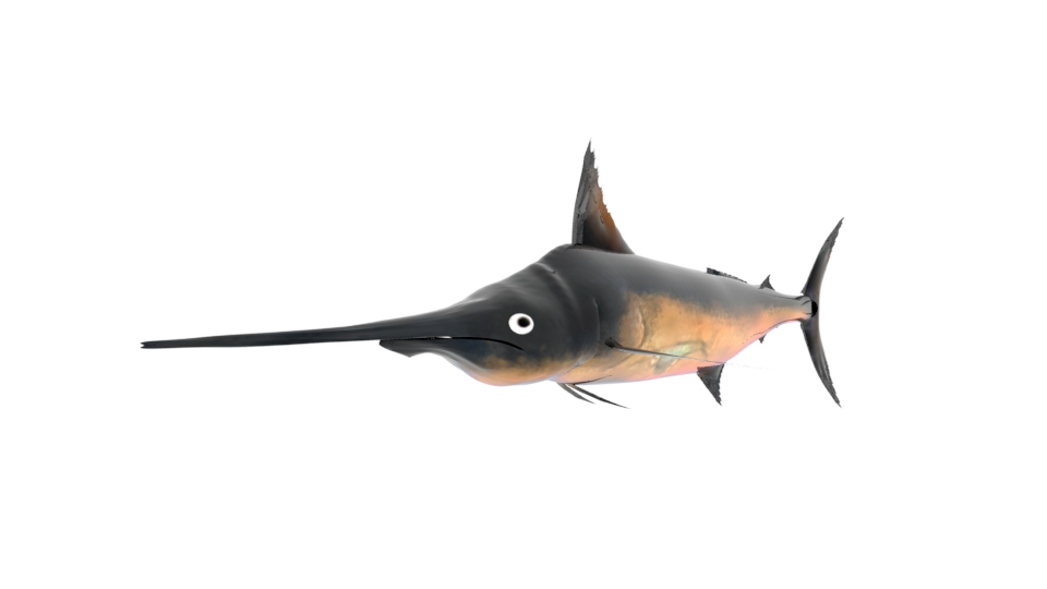 Swordfish 3D Model Low Poly Game ready - Team 3d Yard