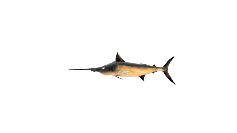 Swordfish 3D Model Low Poly Game ready - Team 3d Yard