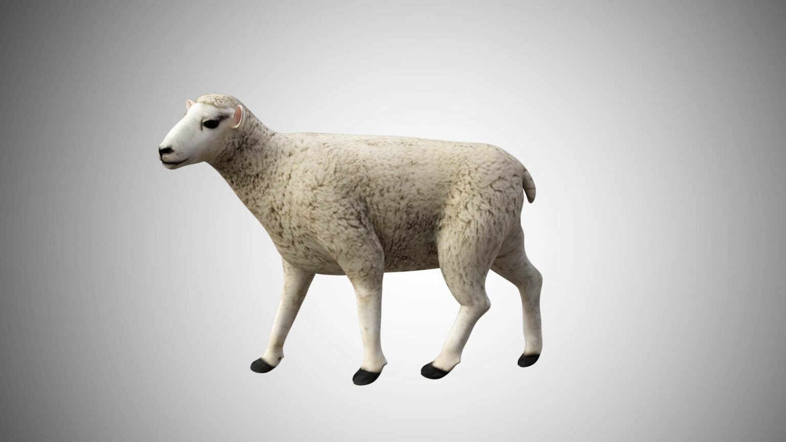 Wool Sheep 3D Model Rigged and Low Poly Game ready - Team 3d Yard