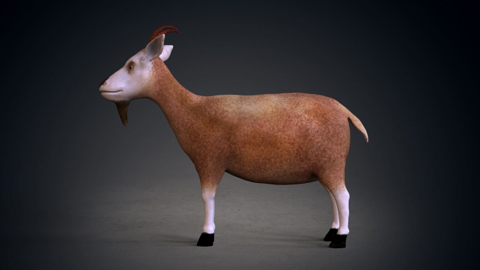 Goat 3D Model Rigged and Low Poly Game ready - Team 3d Yard