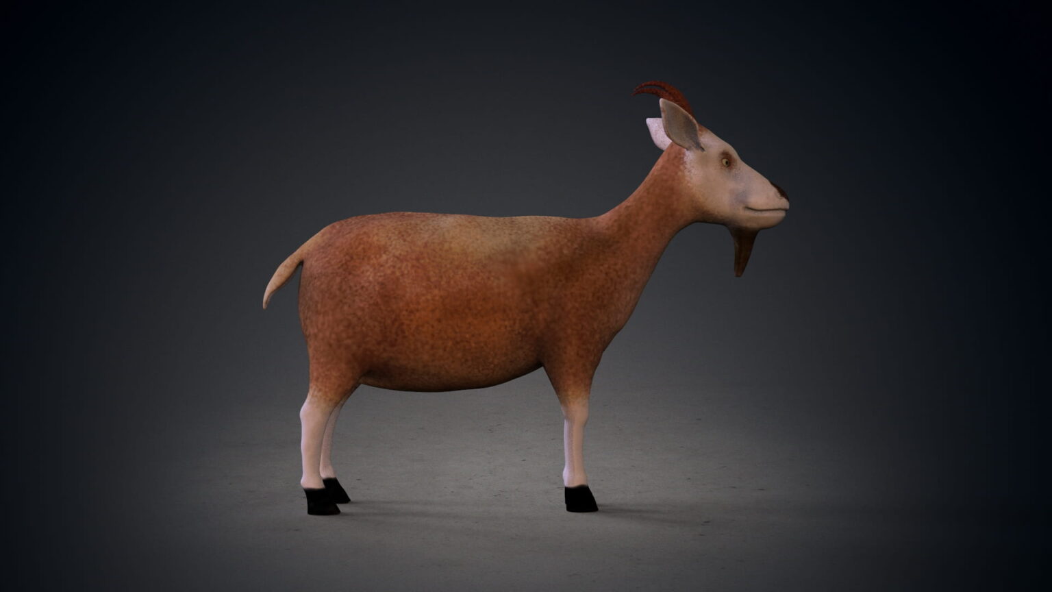 Goat 3D Model Rigged and Low Poly Game ready - Team 3d Yard