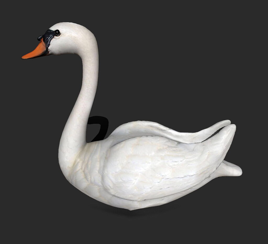 Swan 3D Model Rigged and Low Poly Game ready
