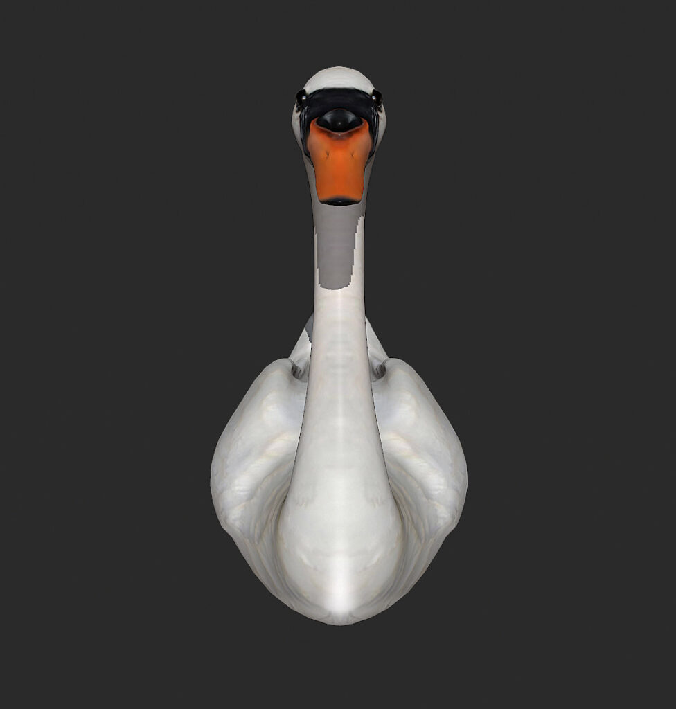 Swan 3D Model Rigged and Low Poly Game ready