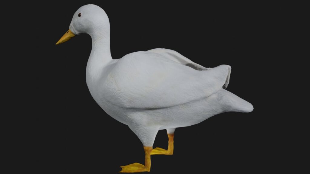 Duck 3D Model Rigged and Low Poly Game ready
