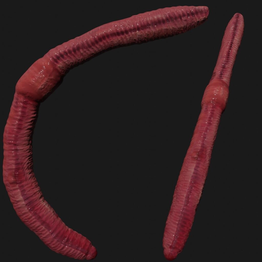 Earthworm 3D Model Rigged and Low Poly - Team 3d Yard