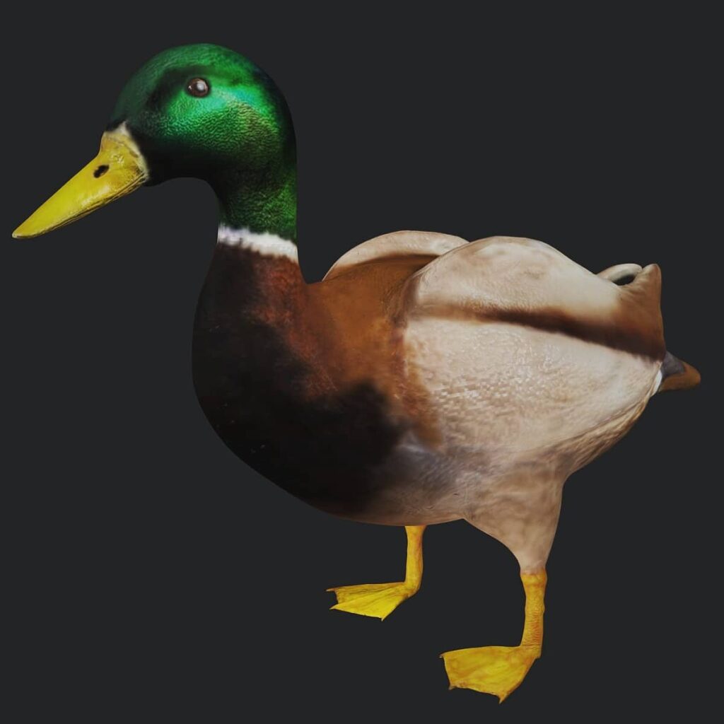 Mallard Duck 3D Model Rigged Low Poly Game ready