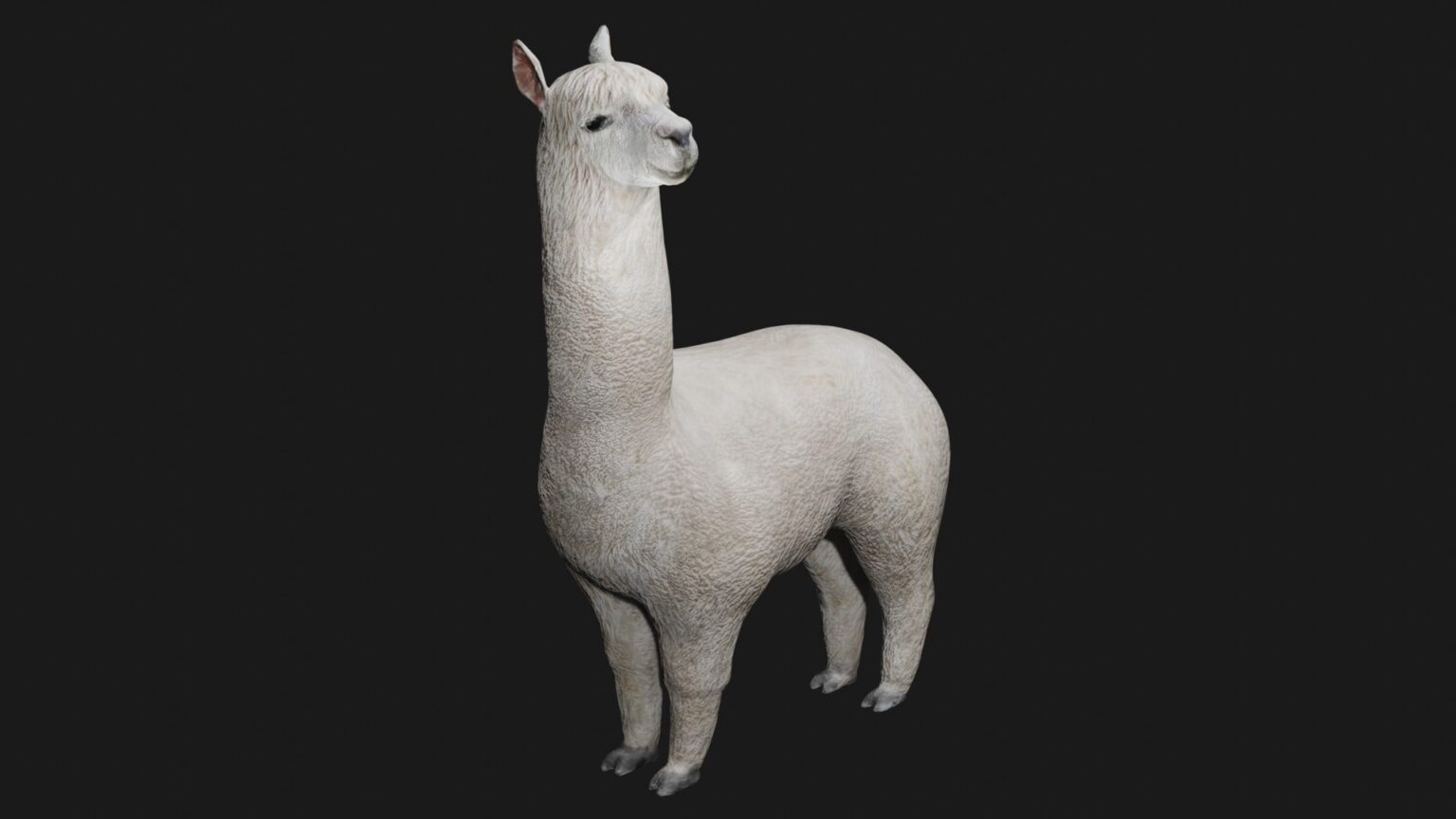 Alpaca 3D Model Rigged and Low Poly Game ready