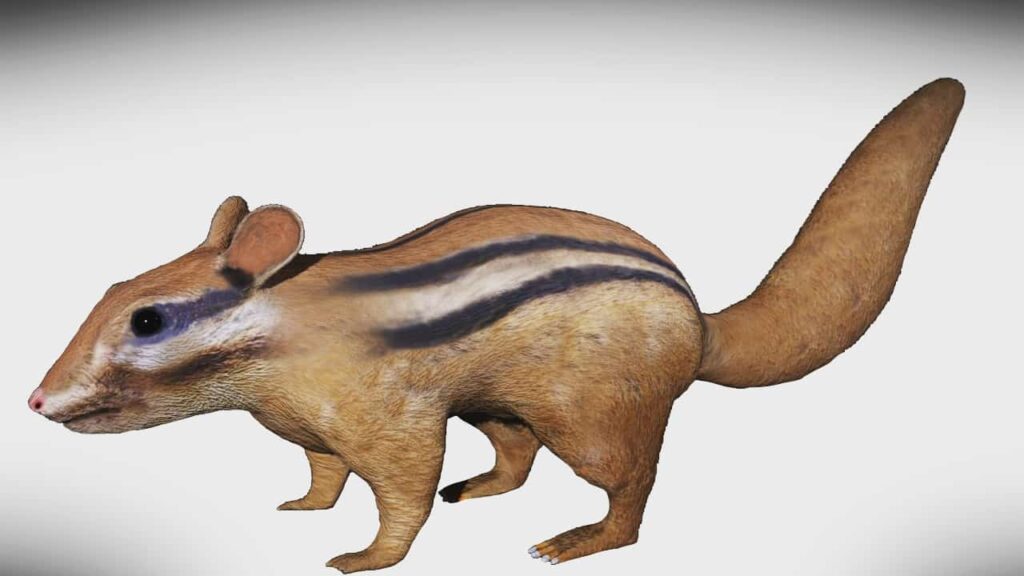 Chipmunk 3D Model Rigged and Low Poly Game ready - Team 3d Yard