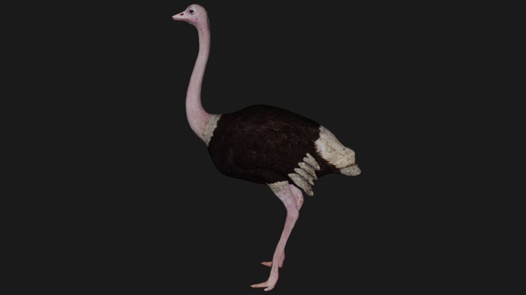 Ostrich 3D Model Rigged and Low Poly Game ready